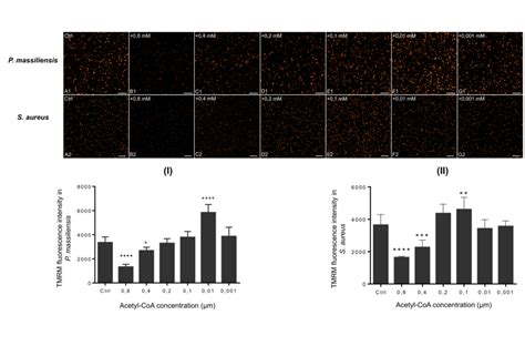 Evaluation Of The Fluorescence Intensity Of Tmrm After Cccp Treatment