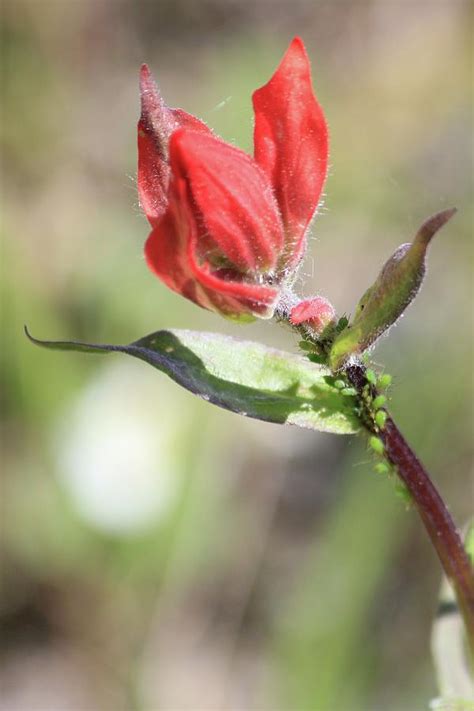 The Aphid Army Photograph By Roxanne Basford Fine Art America
