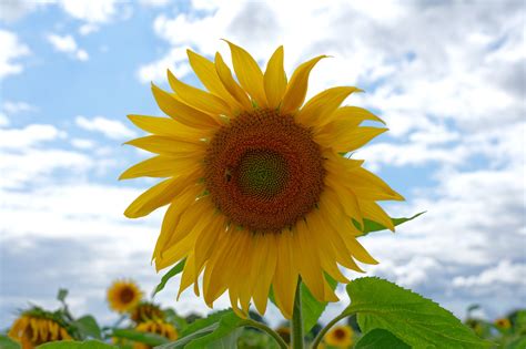 해바라기 농장 노란 꽃 Pixabay의 무료 사진 Pixabay