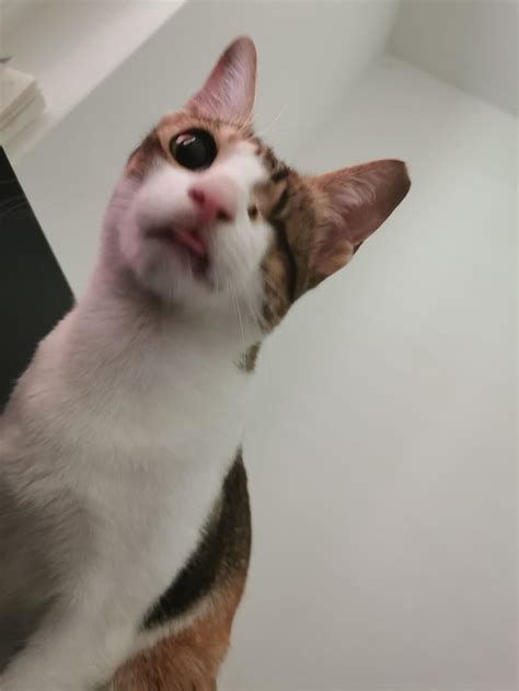 My Goblin Cat Oc R Aww