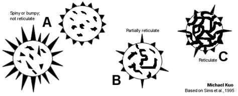 The Genus Scleroderma Mushroomexpert Com