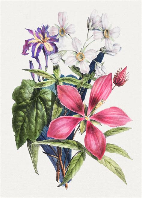 复古粉色ketmia花束插图植物墙艺术素材 高清图片 摄影照片 寻图免费打包下载