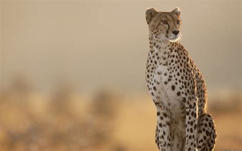 Detail Cheetah Wallpaper Hd Koleksi Nomer 31