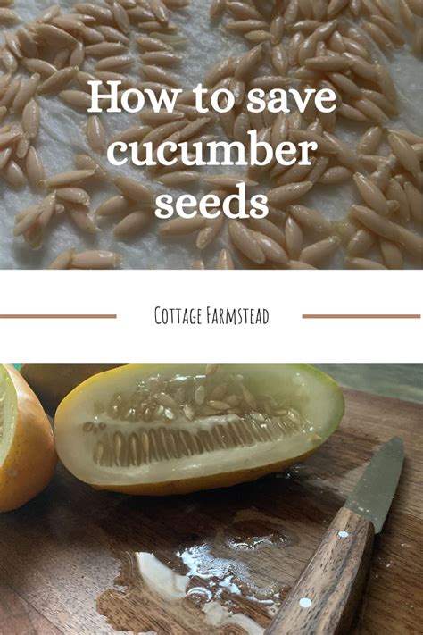 How To Save Cucumber Seeds Cucumber Seeds Growing Cucumbers From