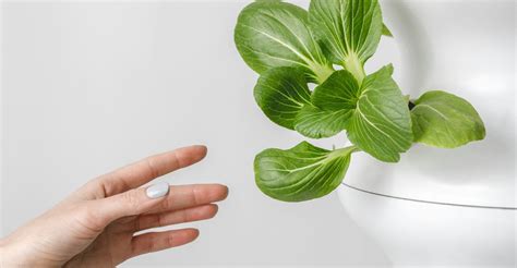 Come Iniziare Con Lidroponica Guida Completa Per Coltivare Senza