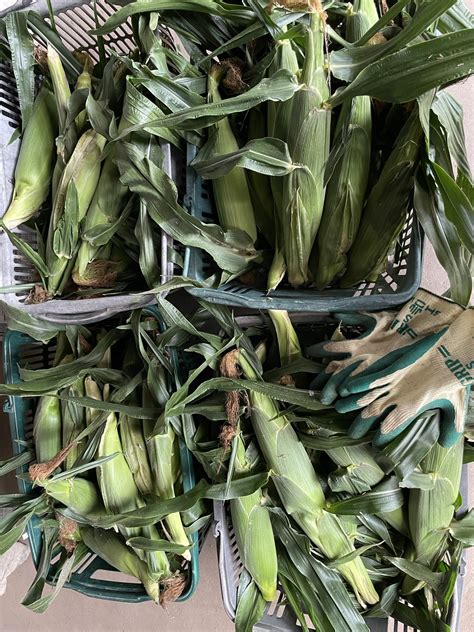 おひさま農園 On Twitter おはようございます おひさま農園です😊 今朝は🌤 朝採り🌽です♪ 今収穫してきました〜 ジャガイモ🥔も