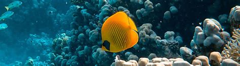 13 Famous Marine Biologists And Their Impact