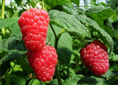 Raspberry Malling Jewel Rubus Idaeus Malling Jewel Soft Fruit Soft Fruit Buckingham