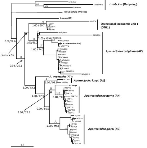 Phylogenetic Relationship Obtained From Bayesian Inference Analysis On