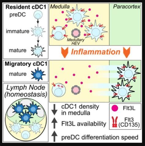 Dr Rer Nat Julia Vorac On Linkedin Lymph Node Medulla Regulates The