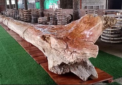 Giant Fossilized Tree Stump Artofit