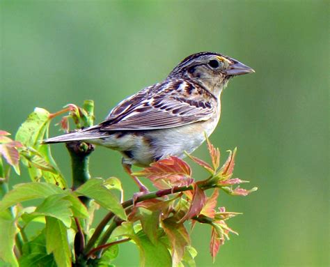Sparrow Wallpaperbirdvertebratebeakemberizidaesparrow 782196