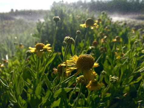 Helenium Autumnale Sevenoaks Native Nursery