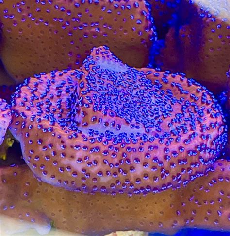 Mystic Sunset Reverse Superman Montipora 15 Frag Etsy