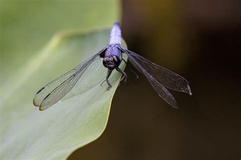 Insect Dragon Fly Entomology Free Photo On Pixabay Pixabay
