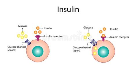 El Mecanismo De Acción De Insulina Regula El Metabolismo De La Glucosa