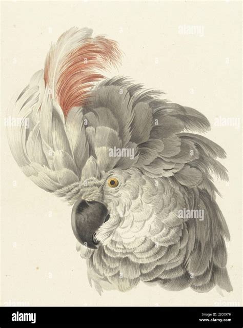 Grey Head With Gray And Red Tufts To The Left Of A Cockatoo Cacatua Moluccensis Head Of A
