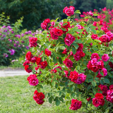 Unlock The Secrets Of Successful Gardening By Using The USDA Hardiness
