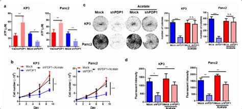 Pdp1 Induced Pdac Cell Proliferation And Migration By Inducing