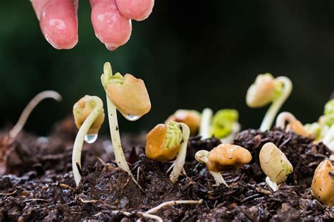 사람들은 손 영 물을 뿌리기 정원에서 농업에 대 한 비옥한 토양에서 성장 하는 식물 비즈니스 리더십 및 강력한 새로운 개발의 개념 Takecare에 대 한 미래에 나무에