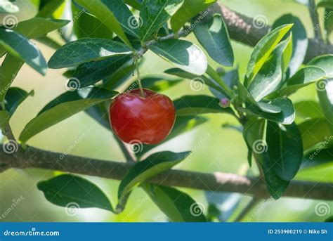 Acerola Cherry Stock Image Image Of Color Green Barbados 253980219