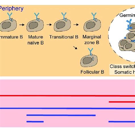 Mcl 1 Is An Essential Pro Survival Bcl 2 Protein For Hematopoietic