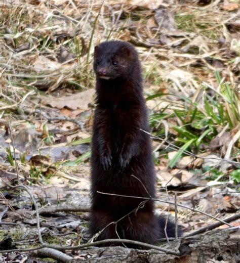 Fishers Weasels Are Latest Residents Of Bostons Arboretum Arnold