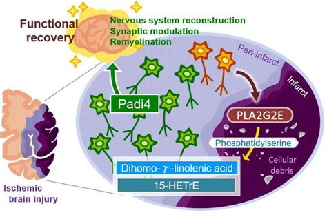 Lipid Metabolism Triggering Br Image Eurekalert Science News Releases