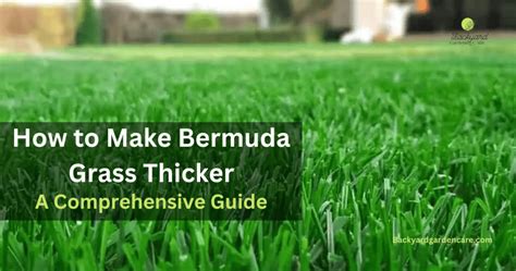 Fescue Grass Vs Bermuda Comprehensive Guide For Which Grass Variety