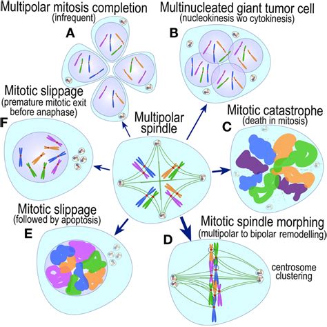 Possible Outcomes Of Multipolar Mitoses In Cancer A Subset Of Cells