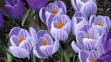 Крокус Стрипед Бьюти (Crocus Striped Beauty) - описание сорта, фото ...