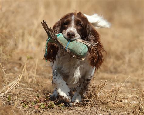 Daisy The Cocker Spaniel Gary Mann Flickr