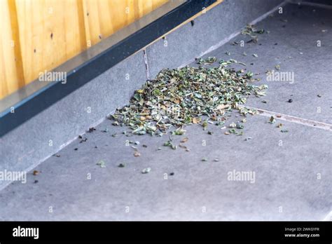 Common Black Ants Invading A House They Have Leaves And Are Preparing