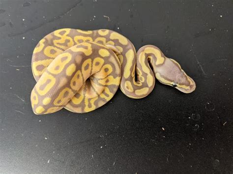 Pythonhead Tracker