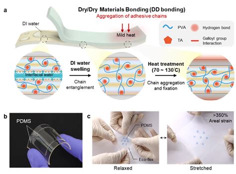 Innovative Hydrogel Adhesives For Seamless Integration Of Soft