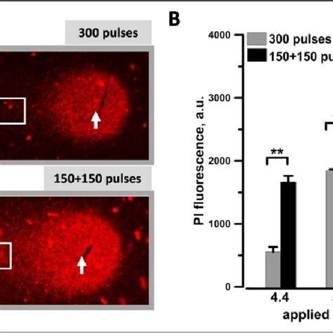 Electrosensitization Efficiency At Different Applied Voltages When