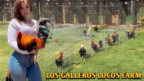Sweater Roundhead Albany LOS GALLEROS LOCOS FARM YouTube