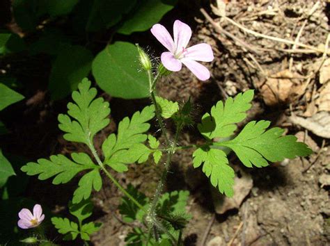 Géranium herbe à robert Balade Randonnée près de chez vous