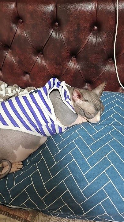 스핑크스밤비노 로즈 꿀잠 Youtube