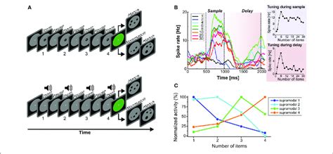 cross modal representation of numerosity in pfc a delayed