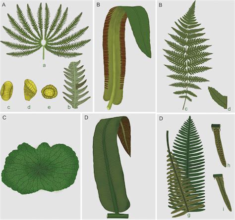 三叠纪末生物大灭绝真蕨植物如何应对论文科学网