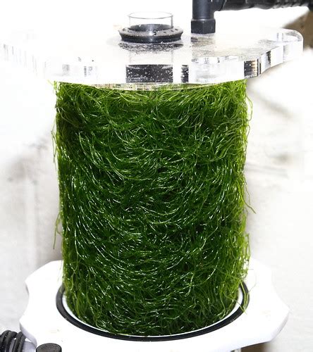 Pax Bellum Arid N18 Macroalgae Reactor Reef2reef