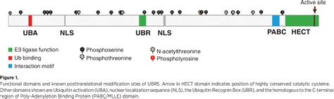 Figure 1 From Functional Roles Of The E3 Ubiquitin Ligase Ubr5 In