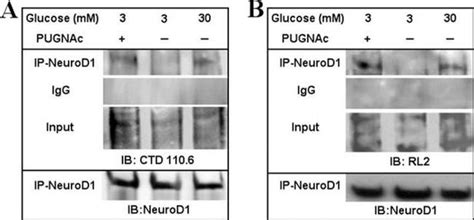 O Linked N Acetylglucosamine O Glcnac Antibody Ma1 076