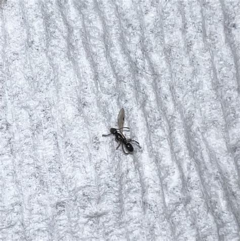 Identify This Little Guy Stung Bit Me Just Now Probably Not Even