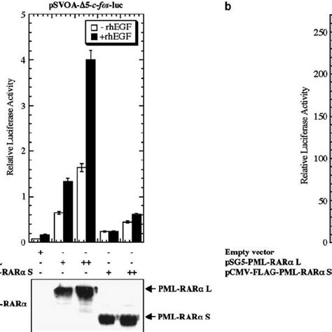 Upregulation Of C Fos By Pml Rar A Is Isoform Specific A