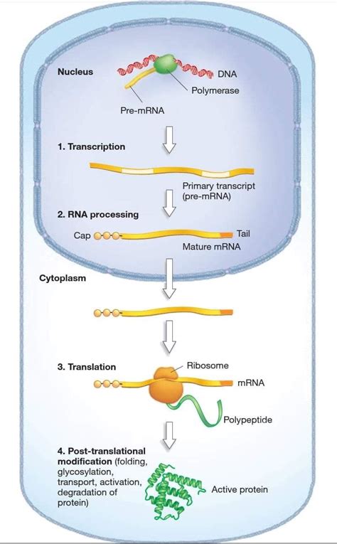 Hanaa Fayed On Linkedin The Major Steps Of Gene Expression In A Eukaryotic Cell ‼ The Figure…