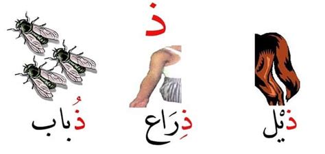 اسم طائر بحرف الذال ذ ملزمتي