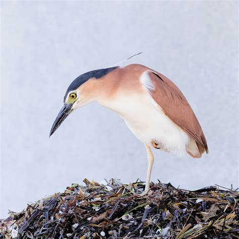 This Nankeen Night Heron Found The Perfect Spot To Find A Feed