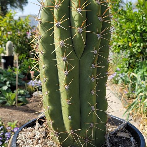 Trichocereus Plant Etsy